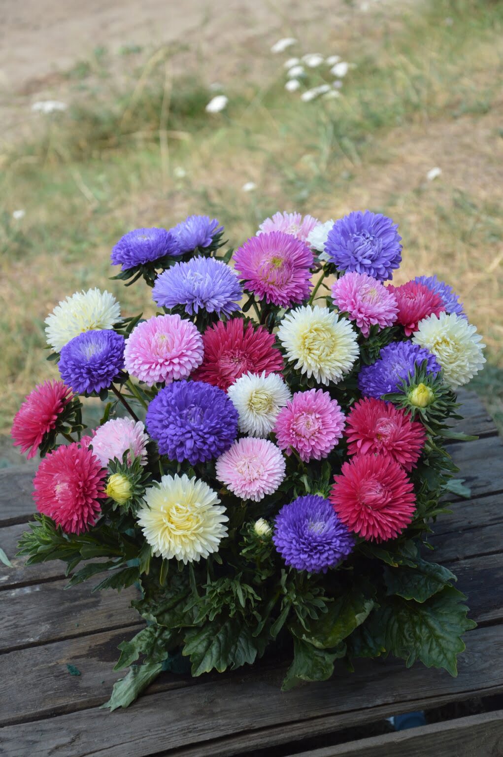 Wysiew kwiatów jednorocznych – astry chińskie, cynie - W. Legutko